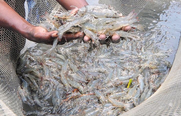 Explained: Why Odisha Government Has Cancelled Shrimp Farming In ...