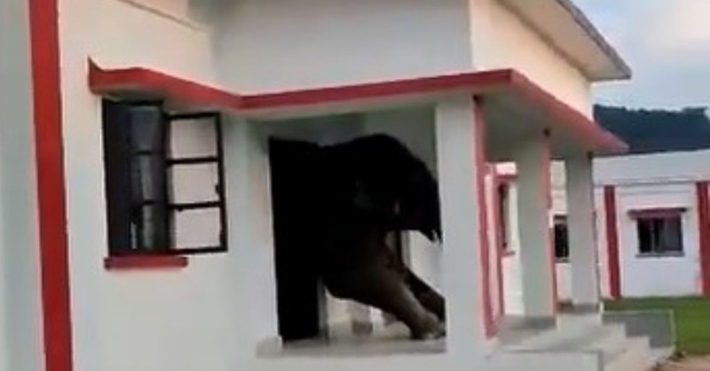 Elephant Wriggles Out Of A Building After Snacking