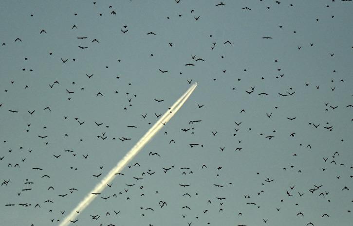 Explained: What Are Bird Strikes And How Are They Impacting Aviation ...