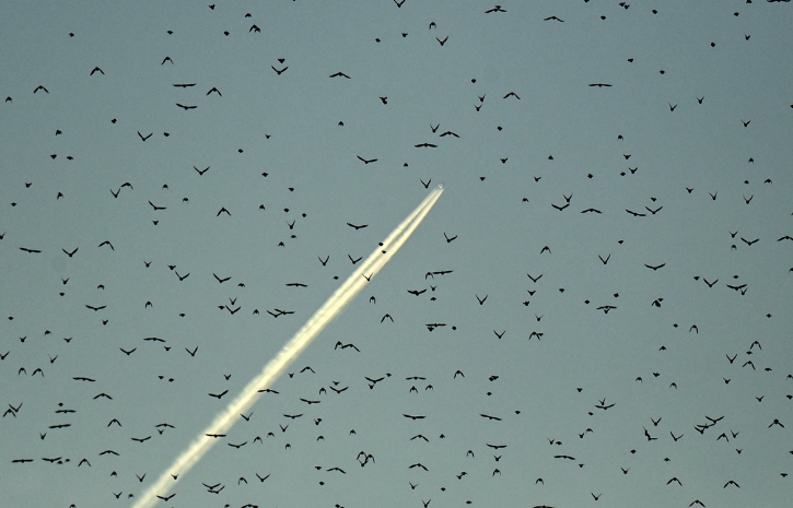 Explained: What Are Bird Strikes And How Are They Impacting Aviation ...