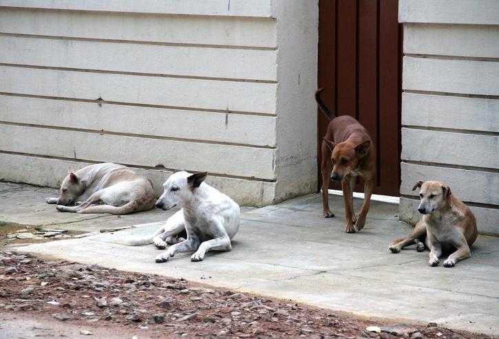 SC Stays Bombay HC Observation On Adopting Strays To Feed Them, Allows ...
