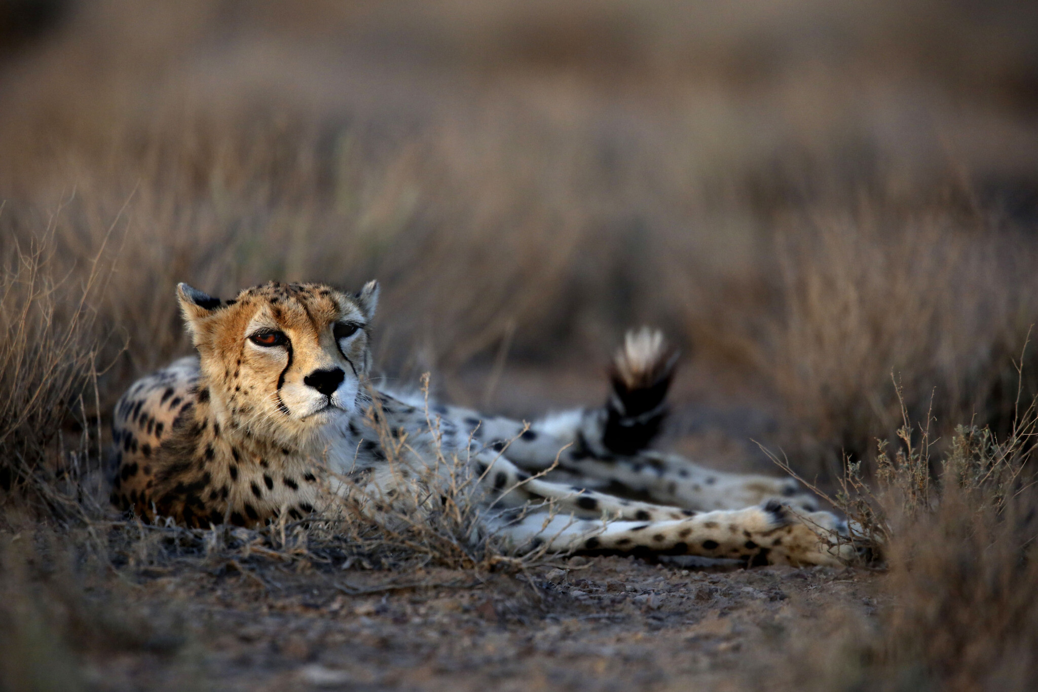 Second Cheetah Death This Week In Kuno National Park Takes The Toll To ...