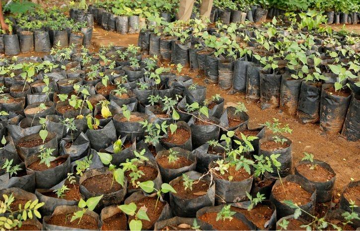 India To Expand 28 Lakh Hectares Of Tree Coverage Under ‘Trees Outside ...