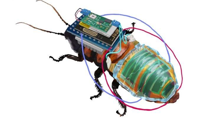 Scientists Connect Cockroach Bodies With Electronics To Control Them ...