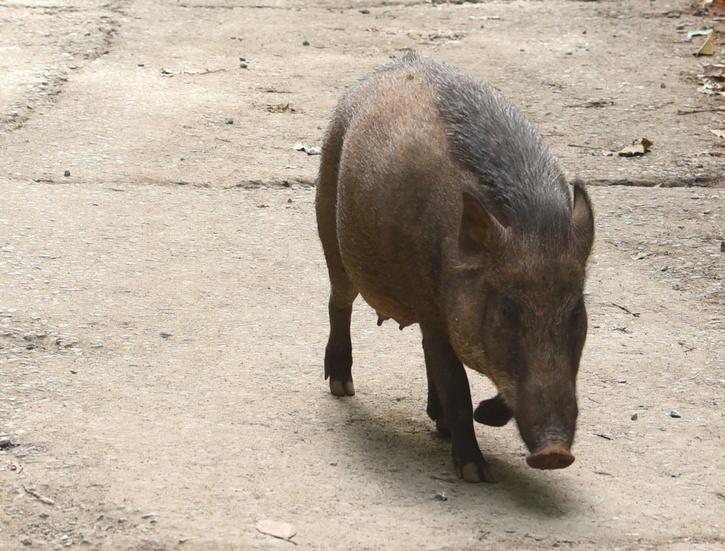 Wild Elephant Electrocuted In Kerala In Live-Wire Trap Set For Wild Boars