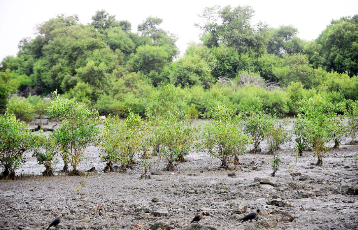India To Expand 28 Lakh Hectares Of Tree Coverage Under ‘Trees Outside ...