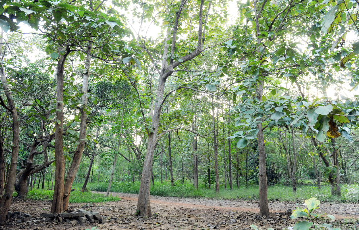 India To Expand 28 Lakh Hectares Of Tree Coverage Under ‘Trees Outside ...