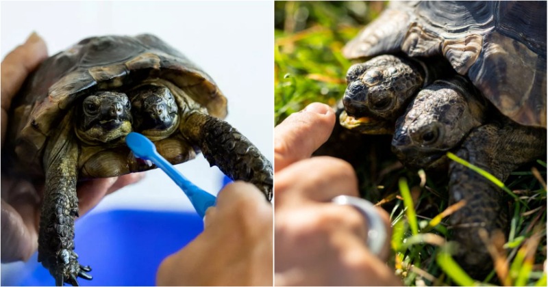 दो सिर वाले अनोखे कछुए का मनाया गया 25वां जन्मदिन, Celebrity की तरह रखा ...