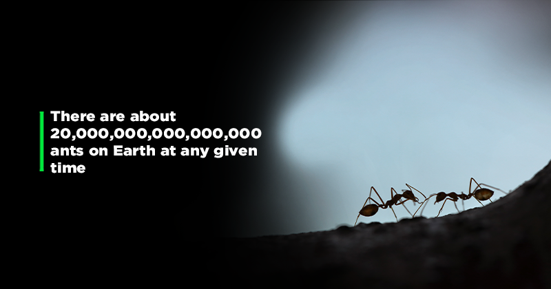 Scientists Calculated How Many Ants Live On Earth, And The Number Is ...