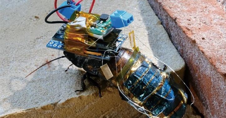 Scientists Connect Cockroach Bodies With Electronics To Control Them ...