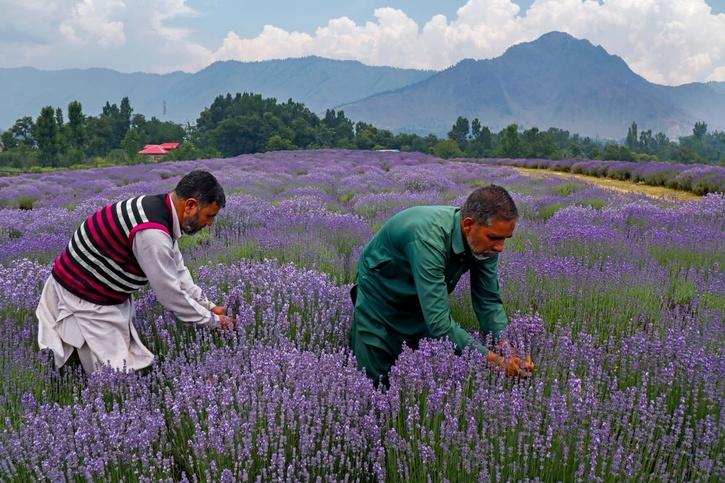 As Purple Revolution Blooms, Kashmiri Farmers Are Picking Lavender ...