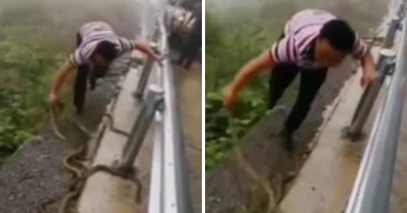 Man Uses Bare Hands To Throw Snakes Off Road