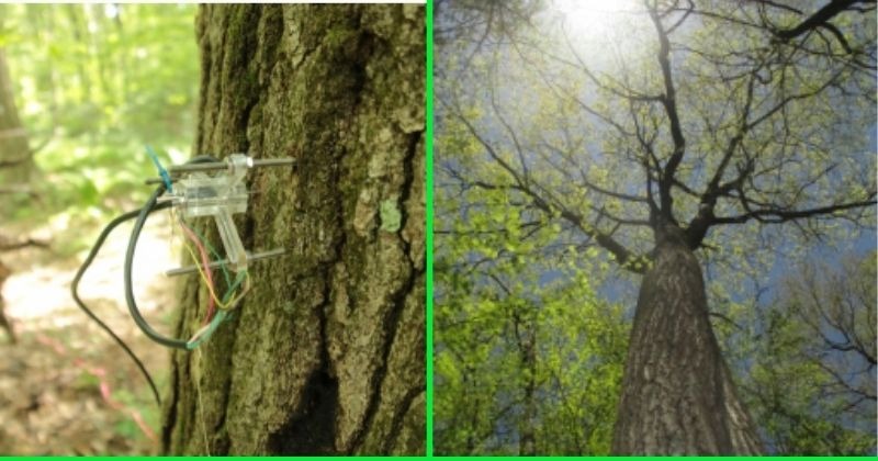 This Tree Has Been Live-Tweeting Climate Changes In Real Time