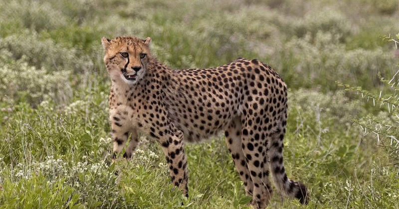 One Year Of Cheetahs In India: No Deaths In Kuno Due To Radio Collars ...