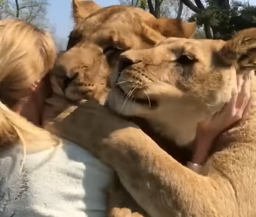 Lion Rescued By Women