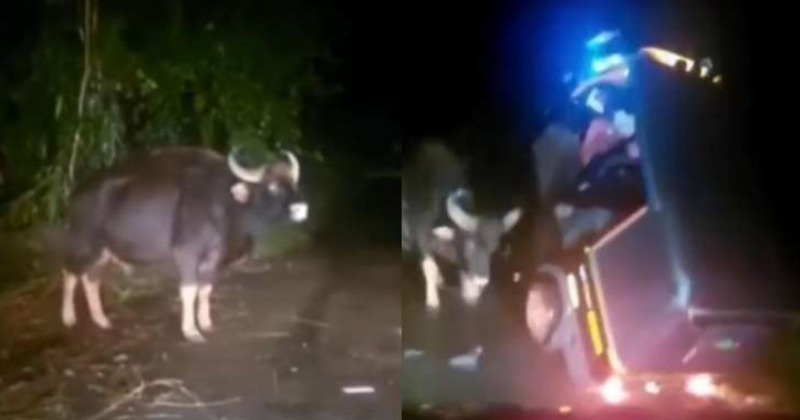 Wild Buffalo Attacks Three-wheeler In Kerala