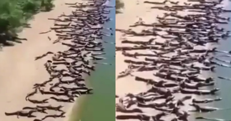 Here's The Truth Behind Viral Video That Shows Crocodiles "Invading ...