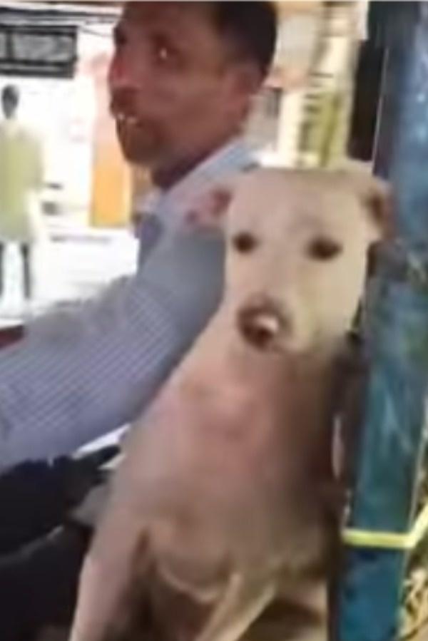 Street Dog Accompanies e-Rickshaw Driver