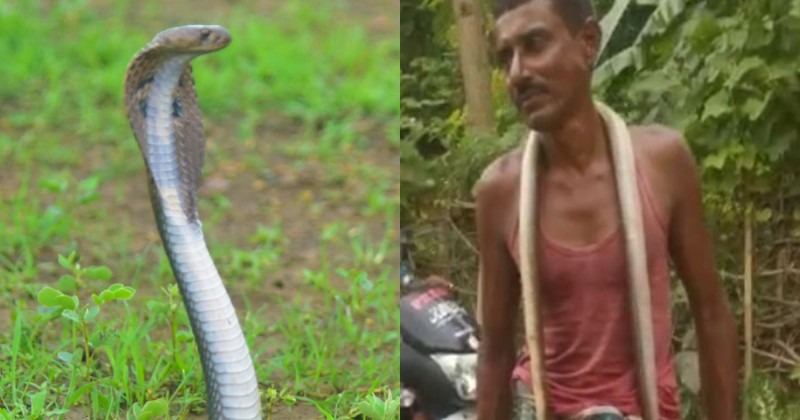 Bitten By Snake, Odisha Man Hunts A Cobra, Bites It To Death, Walks ...