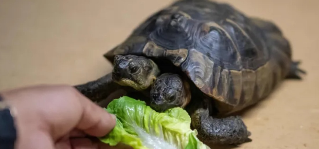 Two-headed Greek Tortoise Janus Turns 25