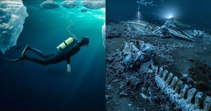 Photographer Goes Scuba Diving To Click The Most Epic Photos Of Whale ...