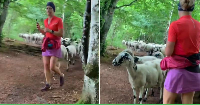 Hundreds Of Sheep Follow Runner On Trail