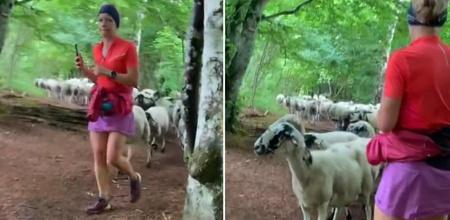 Hundreds Of Sheep Follow Runner On Trail