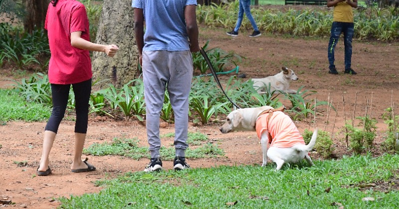 Elderly Man Beaten To Death In Bengaluru By Pet Owners After Fight Over ...