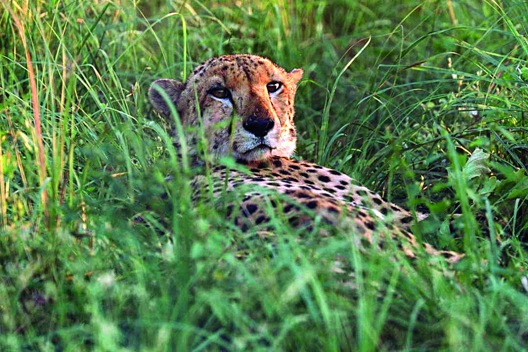 Second Cheetah Death This Week In Kuno National Park Takes The Toll To ...