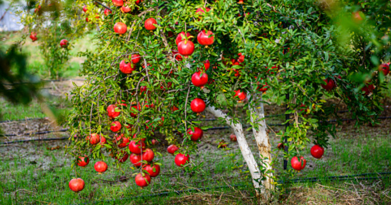 How To Grow Pomegranate Bonsai Tree