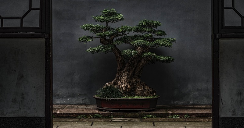 How To Grow Chinese Elm Bonsai Tree