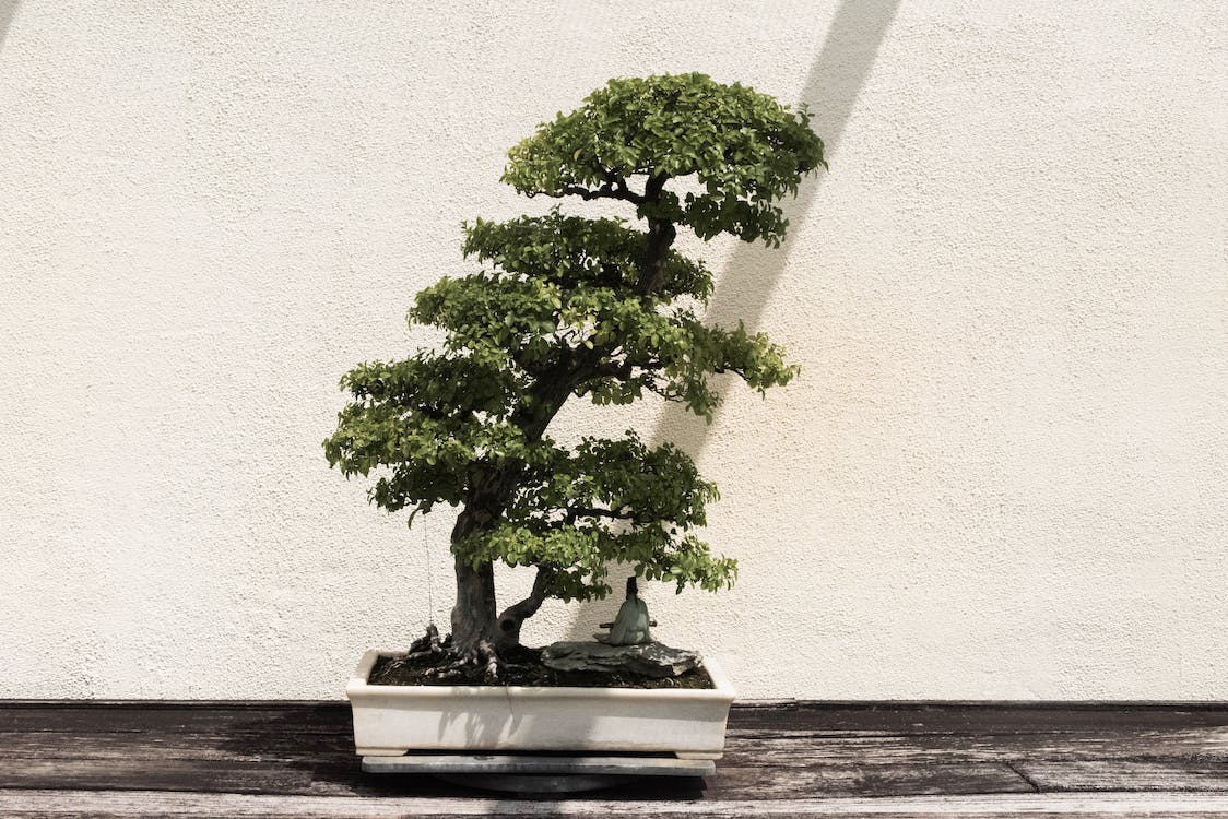 How to Grow Fir Tree Bonsai