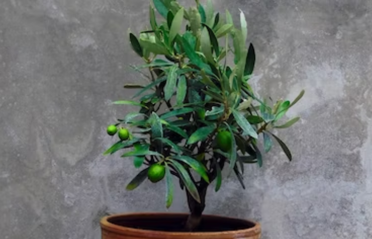 How To Grow Olive Bonsai Tree