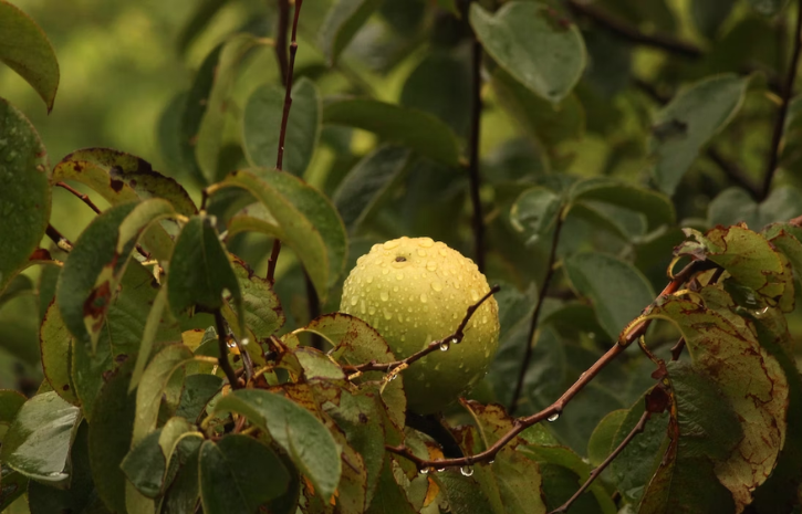 How To Grow Guava Bonsai Tree