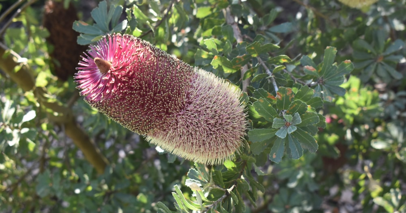 How to Grow Banksia Bonsai Tree