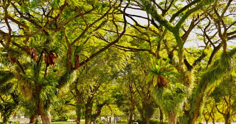 How to Grow Brazilian Rain Tree Bonsai