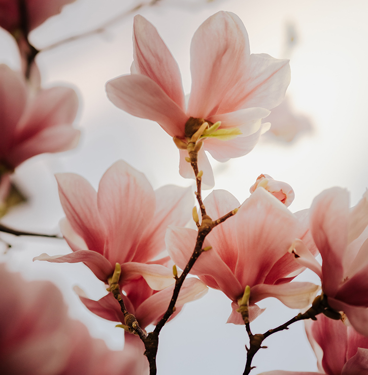 How to Grow Star Magnolia Bonsai