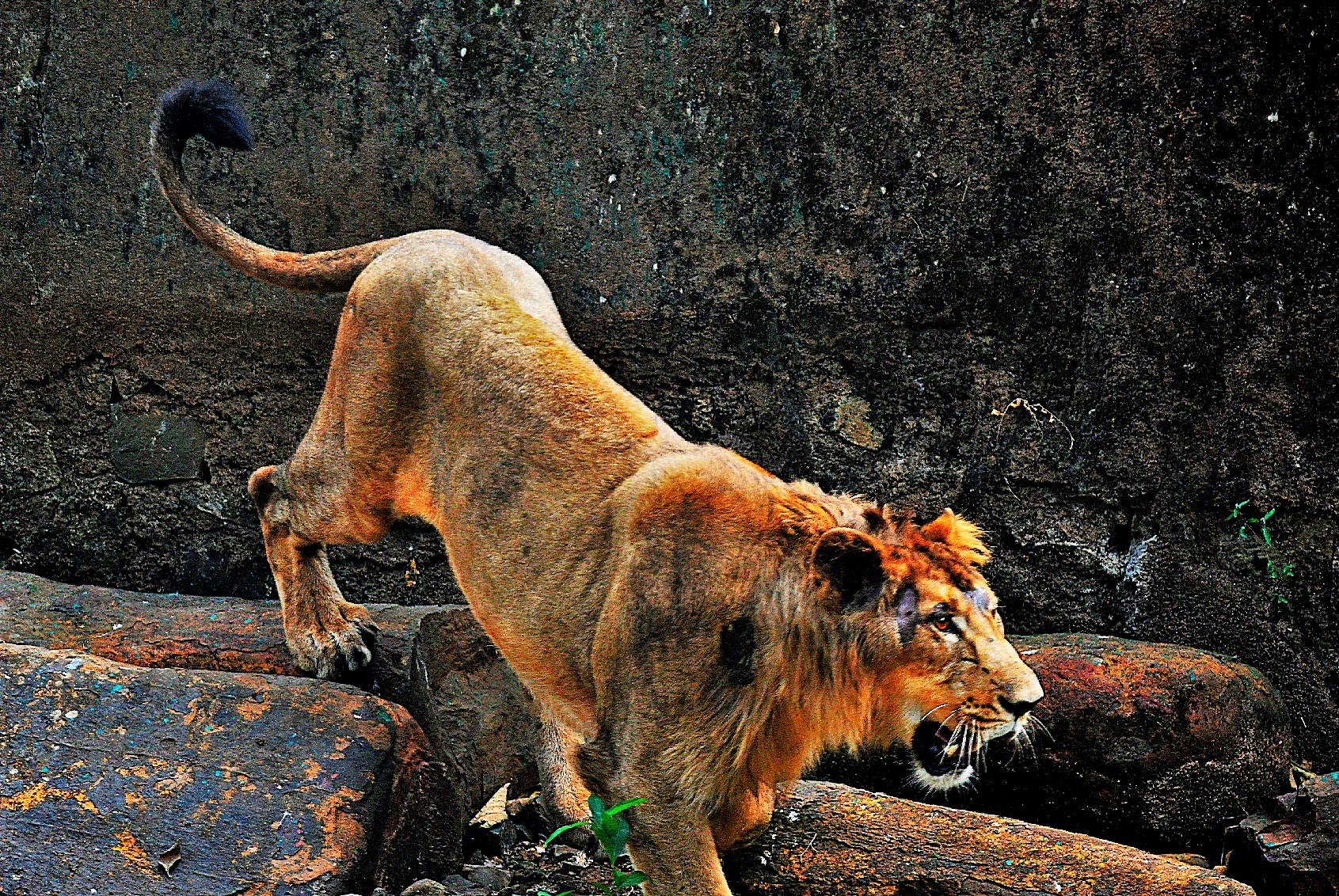 Caught On Cam: 2 Lions Escape Circus Enclosure During Live Performance ...