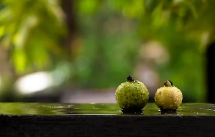 How To Grow Guava Bonsai Tree