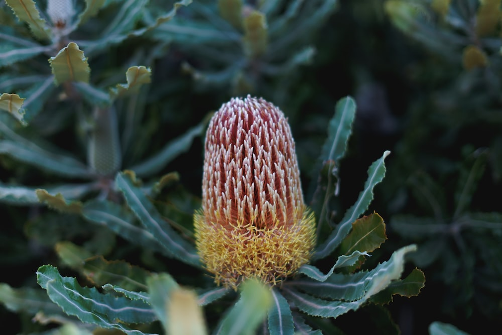 How to Grow Banksia Bonsai Tree