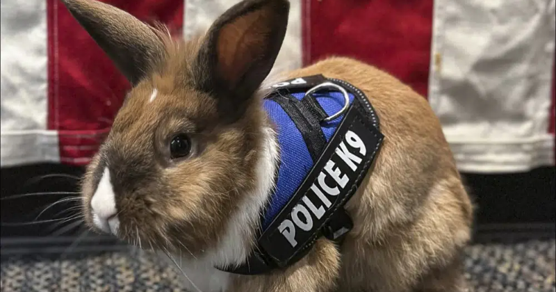 Bunny Joins Police Force In US