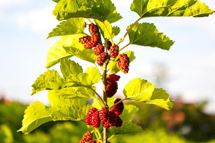 How To Grow Mulberry Bonsai Tree