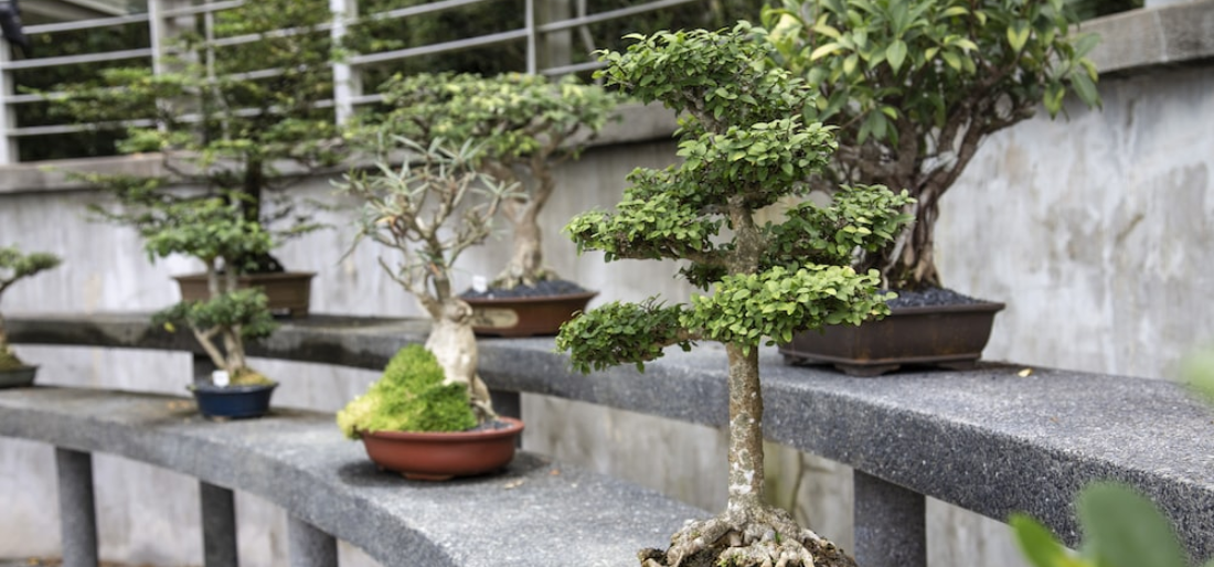 How To Grow Dwarf Boxwood Bonsai Tree