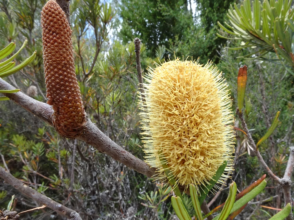 How to Grow Banksia Bonsai Tree
