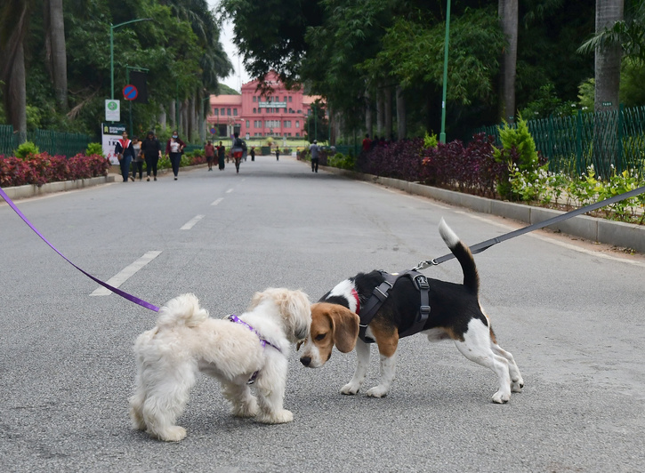 Elderly Man Beaten To Death In Bengaluru By Pet Owners After Fight Over ...