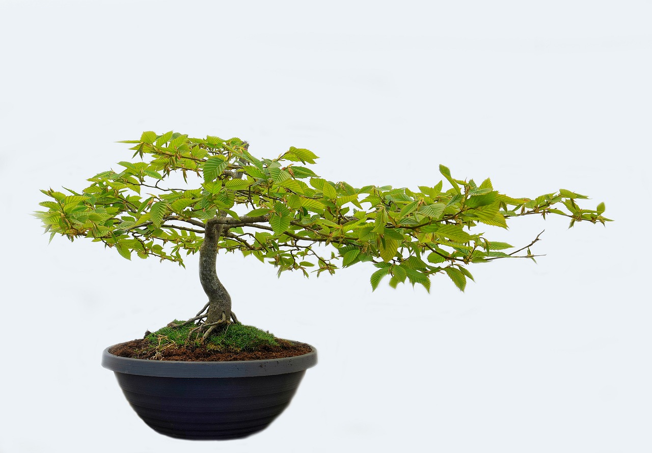 How to Grow Fir Bonsai Tree