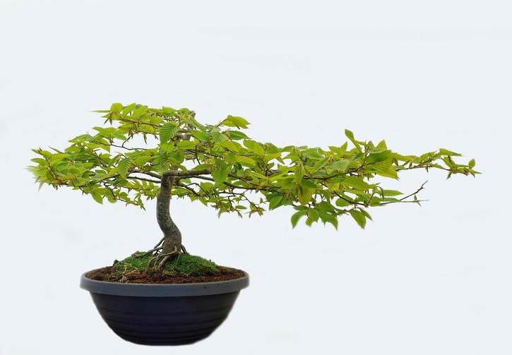 How to Grow Fir Bonsai Tree