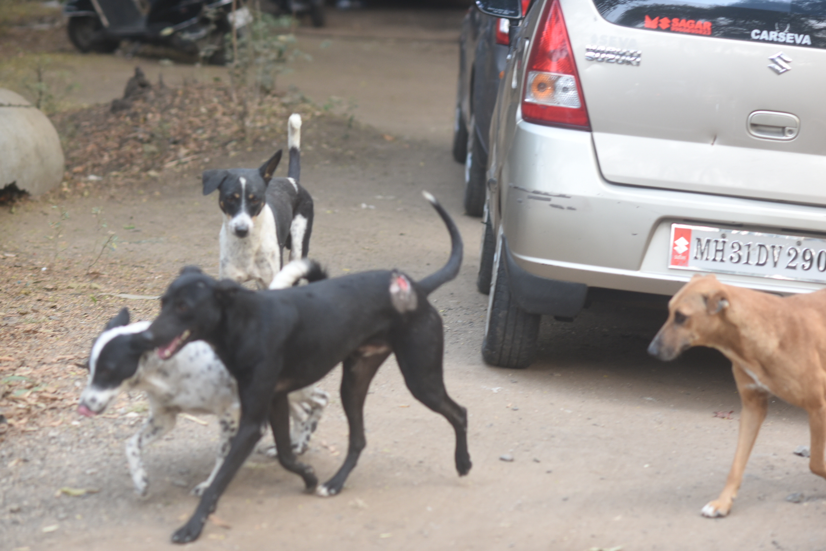 All You Need To Know About Animal Birth Control Rules 2023 And How It ...