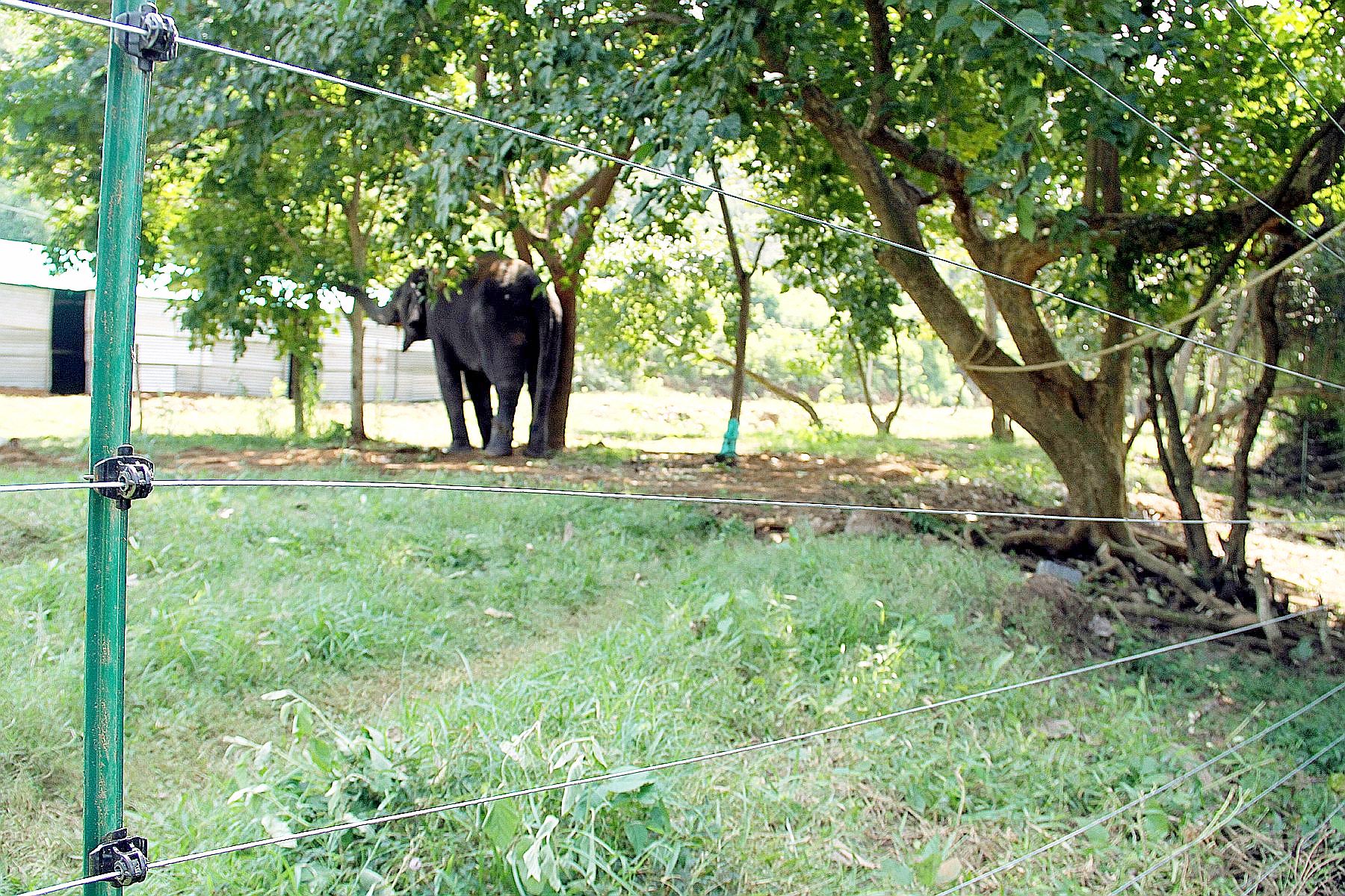 13 Elephants Have Died In Tamil Nadu In A Month, Six Of Them Were ...