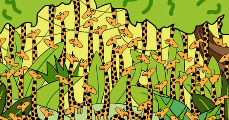 Picture Puzzle: Can You Find The Snake Hidden Among The Giraffes In 12 ...